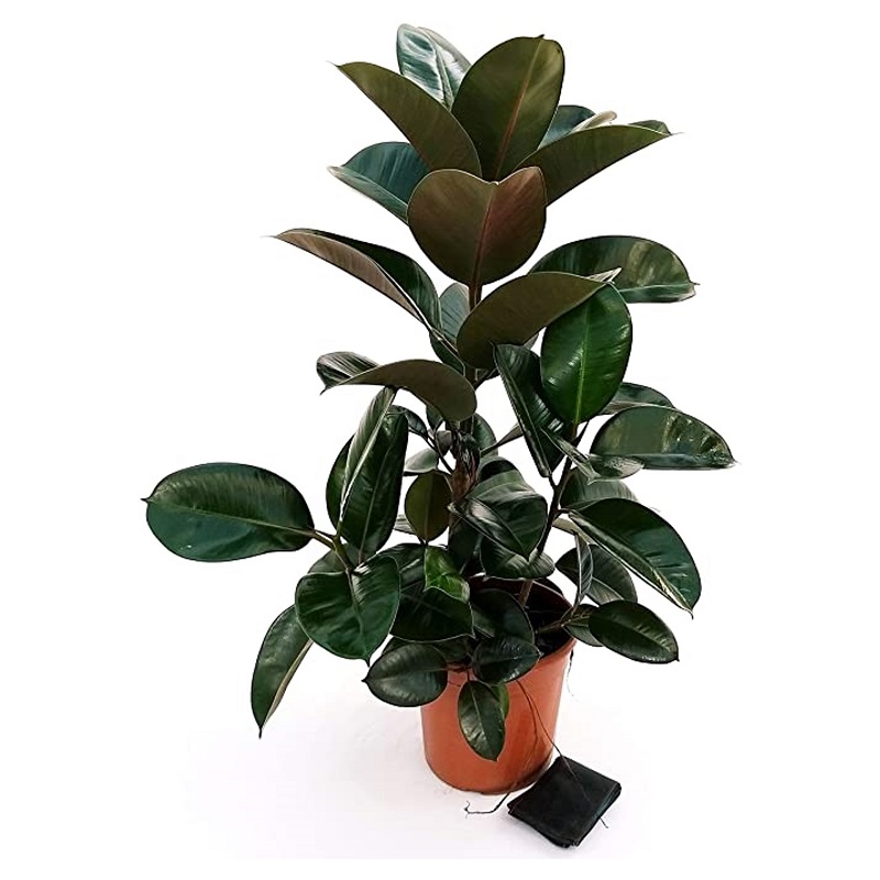 Ficus Robusta di Dv Verde - ordina online suCosaporto