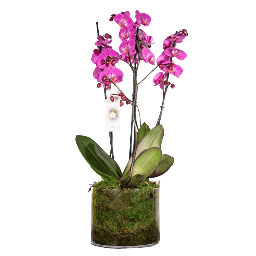 Orchidea "Darsena 2" - Orchideemilano.it - Ordina su Cosaporto .it