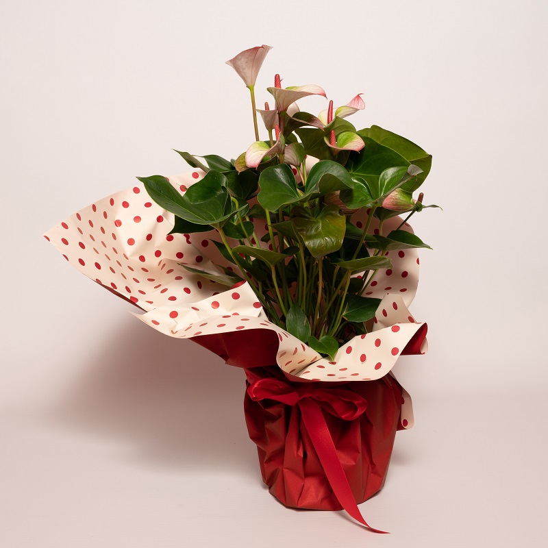 Anthurium Variegato - Piantala - Ordina online su Cosaporto.it