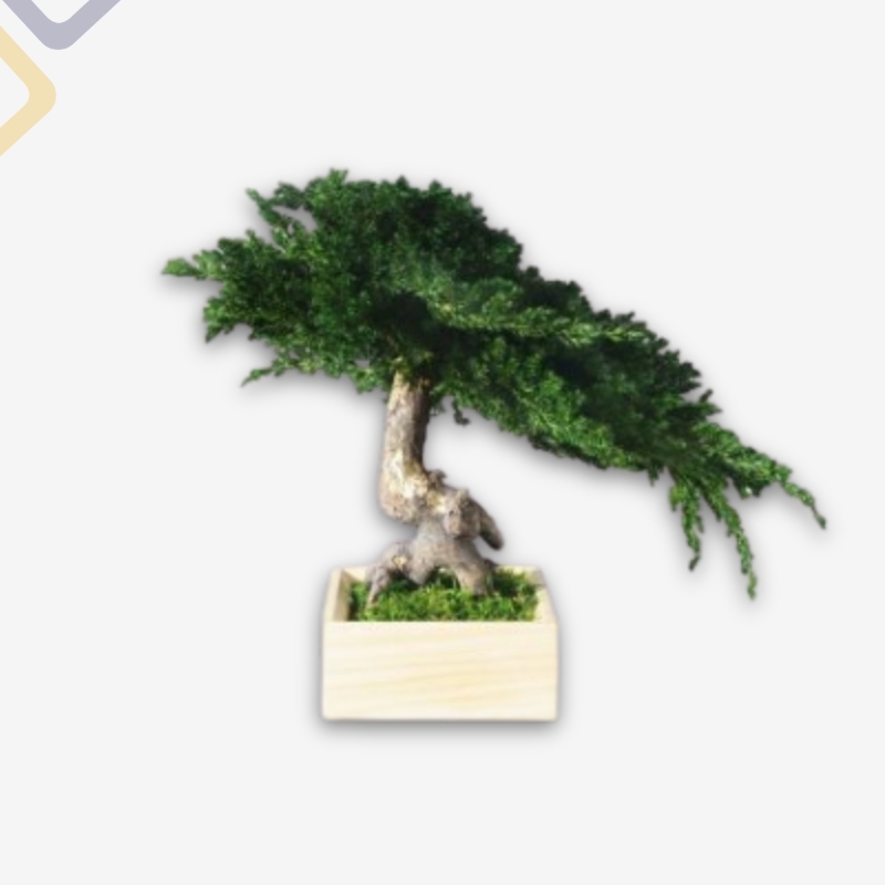 Bonsai "FengShui" Stabilizzato Antonia Flowers - ordina su Cosaporto